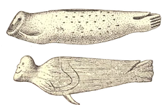 Man-seal | Encyclopaedia of Cryptozoology | Fandom