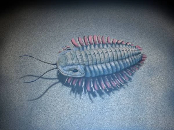 Trilobite | Encyclopaedia of Cryptozoology | Fandom