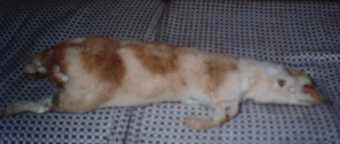 Macas mammal | Encyclopaedia of Cryptozoology | Fandom