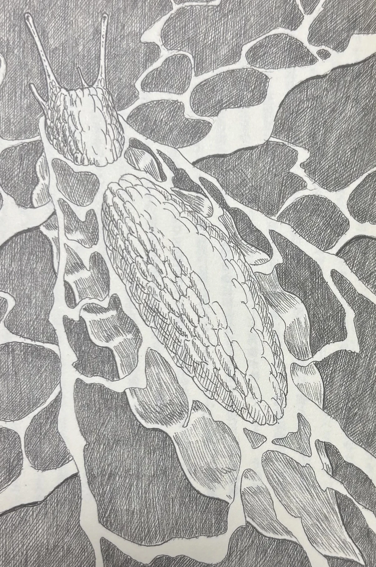 Kussie | Encyclopaedia of Cryptozoology | Fandom