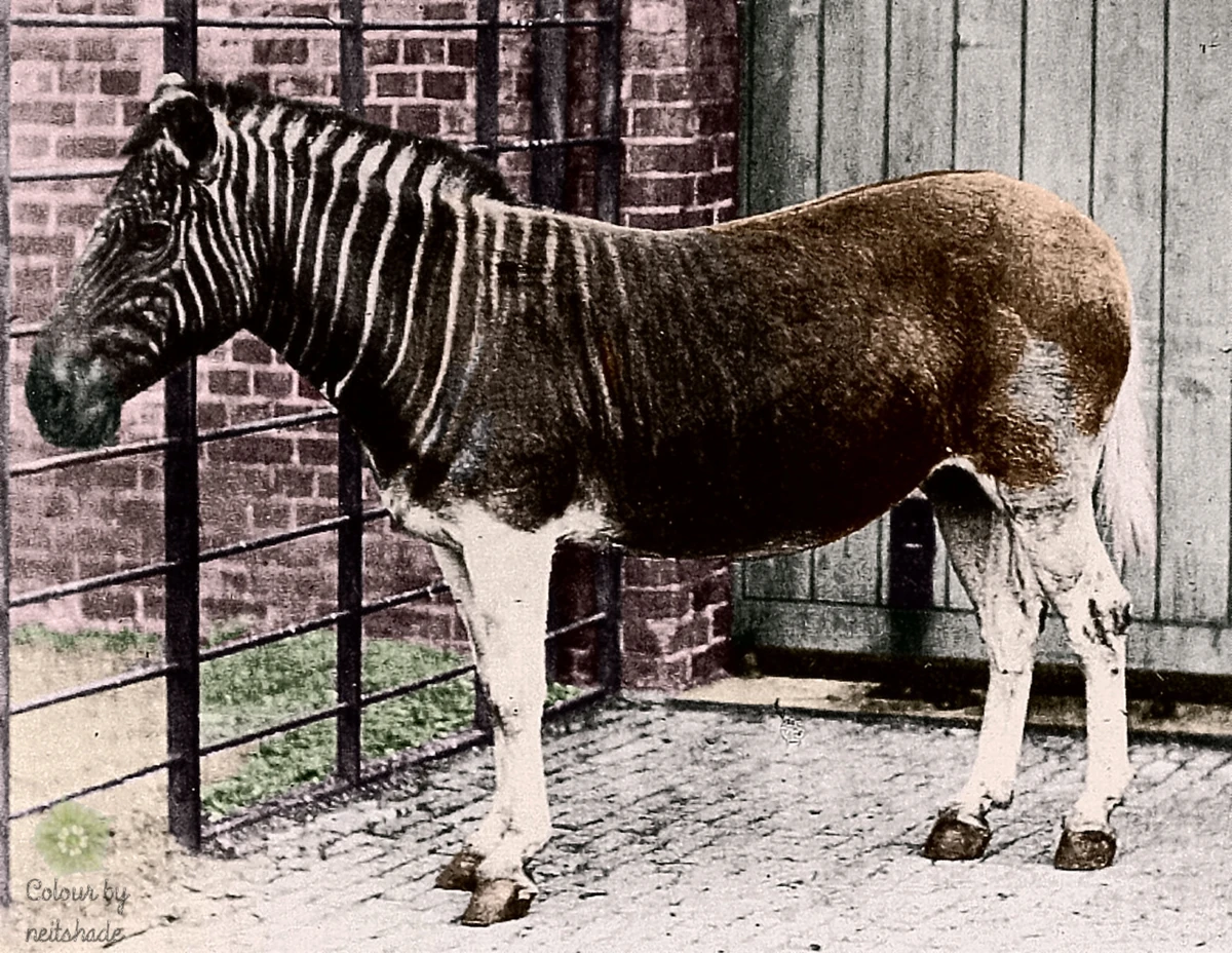 Quagga | Encyclopaedia of Cryptozoology | Fandom