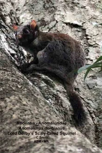 Mlularuka | Encyclopaedia of Cryptozoology | Fandom