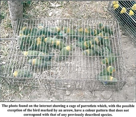 Yellow Necked Parrotlet | Encyclopaedia of Cryptozoology | Fandom