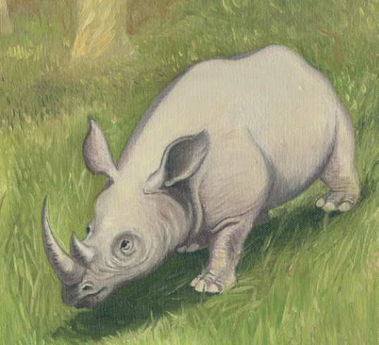 Pygmy Rhino