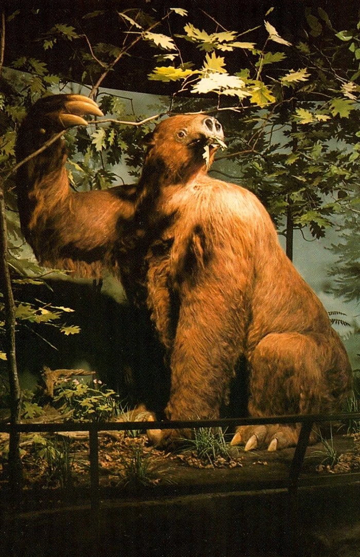 Mapinguari Evidence