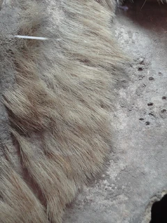 Neomylodon | Encyclopaedia of Cryptozoology | Fandom