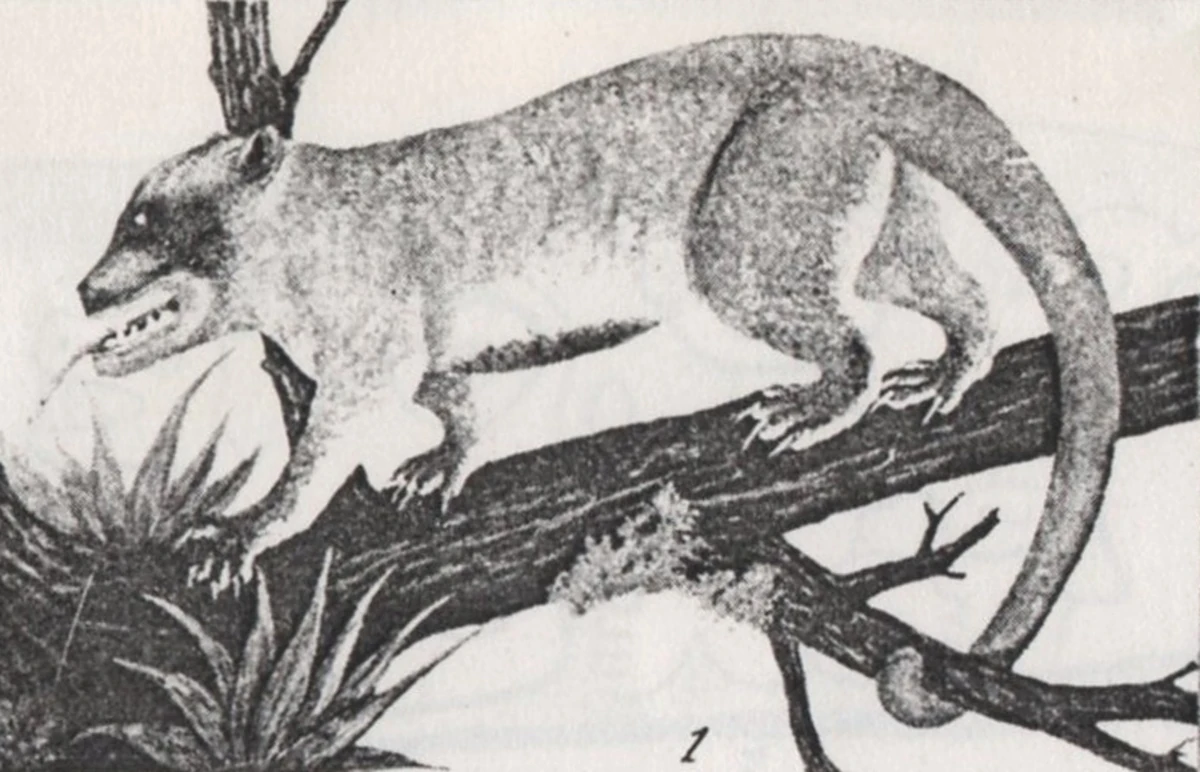 Sun dog | Encyclopaedia of Cryptozoology | Fandom