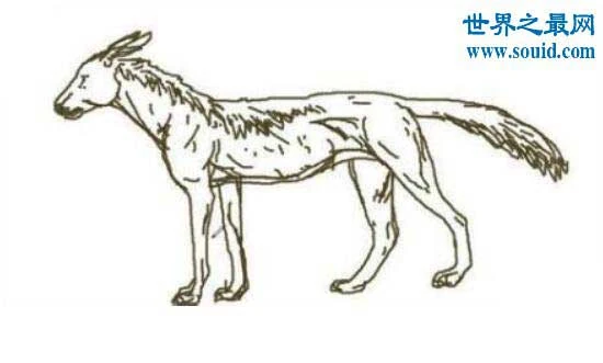 Lütoulang | Encyclopaedia of Cryptozoology | Fandom