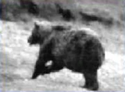 Irkuiem | Encyclopaedia of Cryptozoology | Fandom