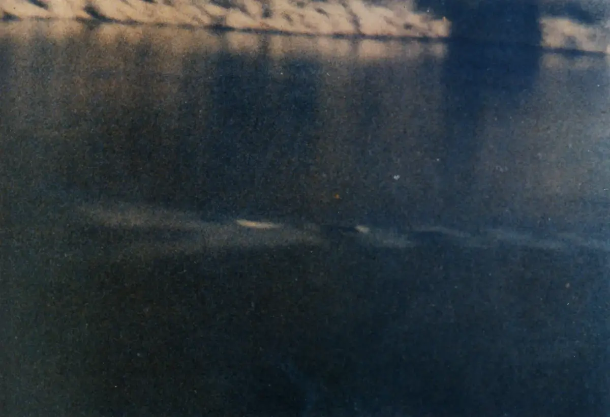 Issie | Encyclopaedia of Cryptozoology | Fandom