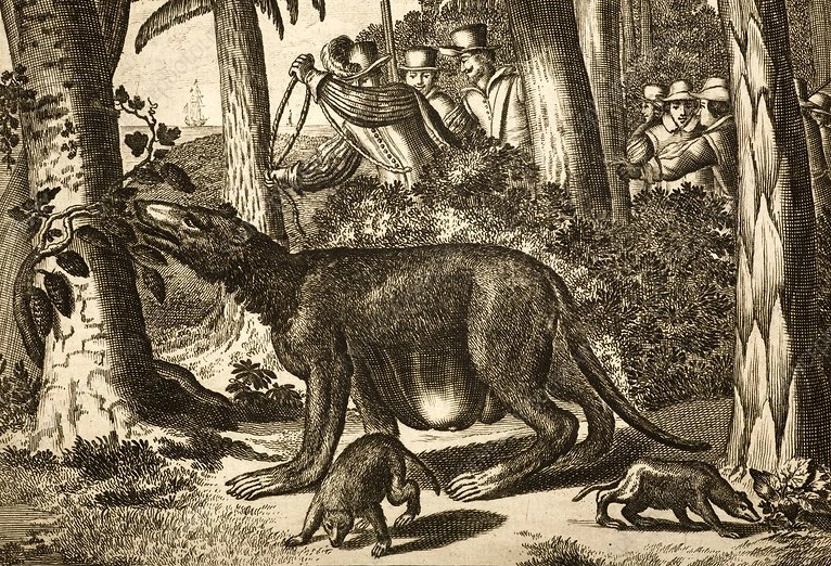 Simivulpa | Encyclopaedia of Cryptozoology | Fandom