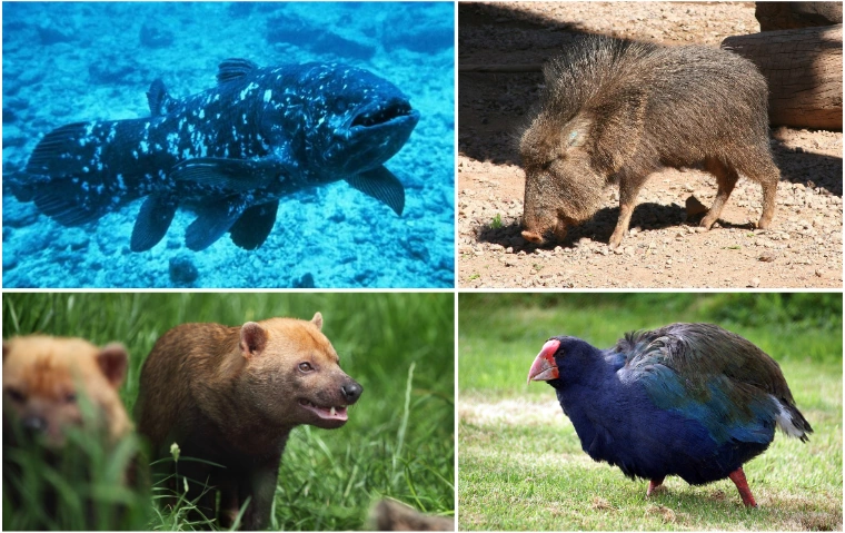 Lazarus taxon | Encyclopaedia of Cryptozoology | Fandom