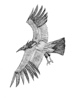 Big bird | Encyclopaedia of Cryptozoology | Fandom