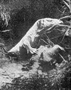 Kasai rex | Encyclopaedia of Cryptozoology | Fandom