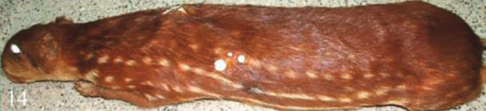 Giant paca | Encyclopaedia of Cryptozoology | Fandom