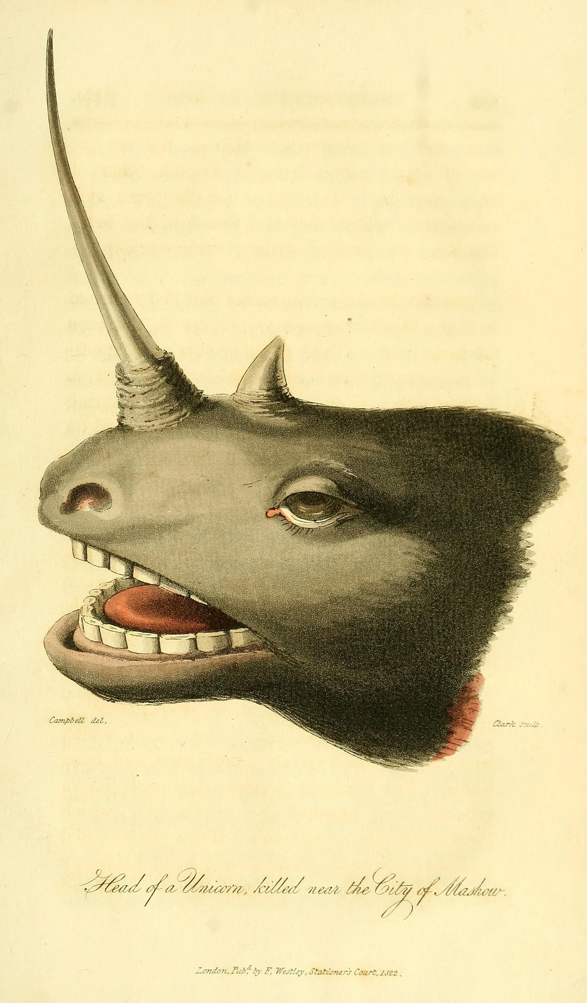 African unicorn (rhinoceros) | Encyclopaedia of Cryptozoology | Fandom