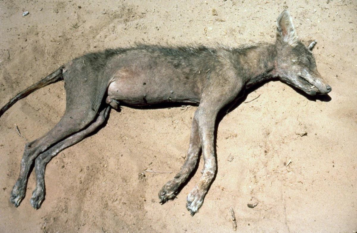 Blue dog | Encyclopaedia of Cryptozoology | Fandom