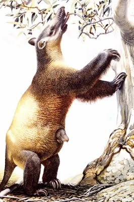 Marsupial tapir | Encyclopaedia of Cryptozoology | Fandom