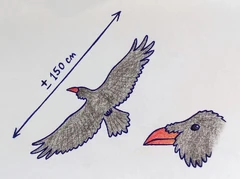 Red-beaked raven | Encyclopaedia of Cryptozoology | Fandom