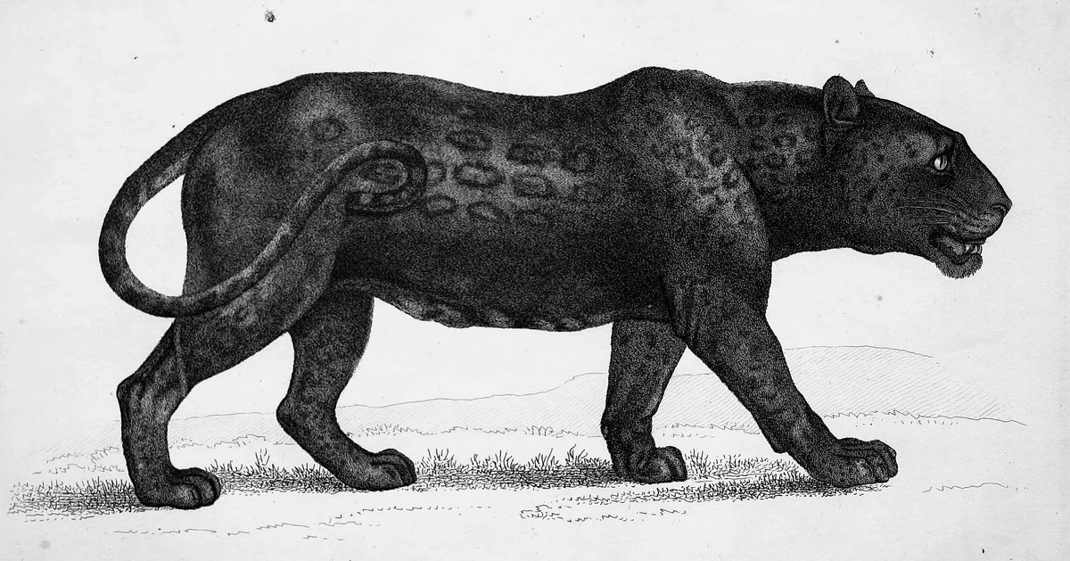 Beast of Exmoor | Encyclopaedia of Cryptozoology | Fandom