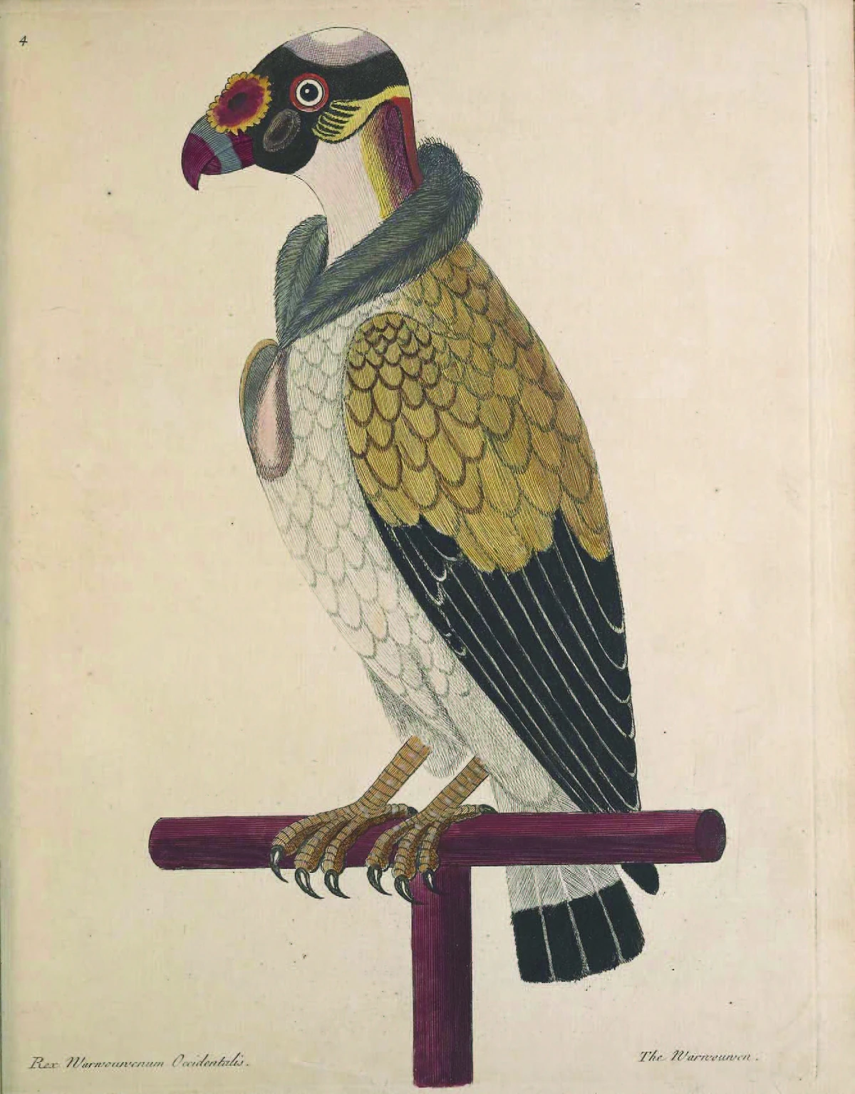 Painted Vulture | Encyclopaedia of Cryptozoology | Fandom