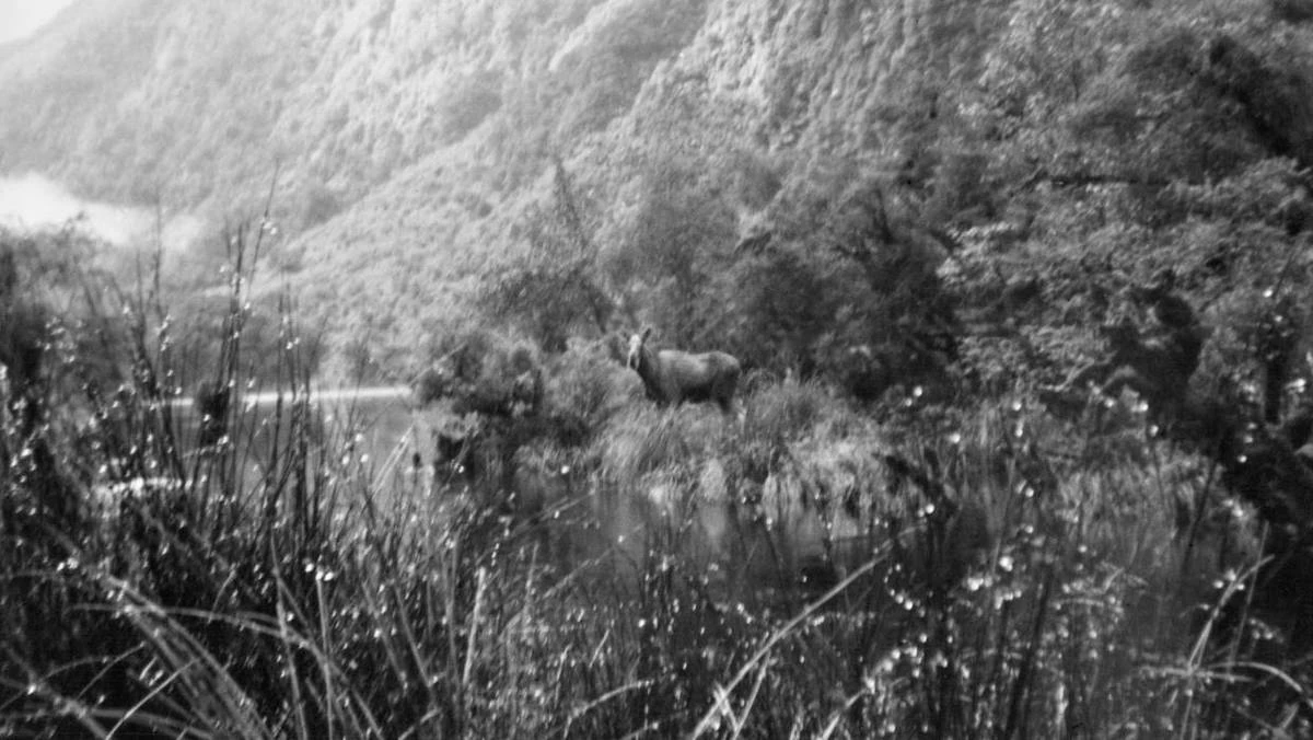 Fiordland moose | Encyclopaedia of Cryptozoology | Fandom