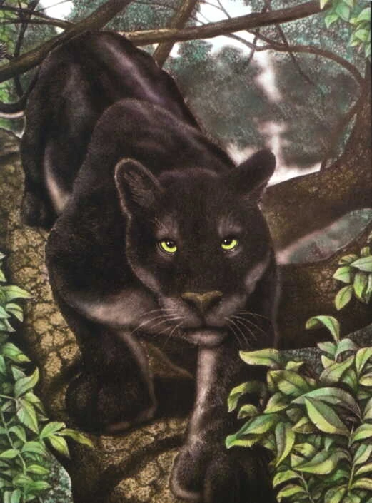 Onça-canguçú | Encyclopaedia of Cryptozoology | Fandom