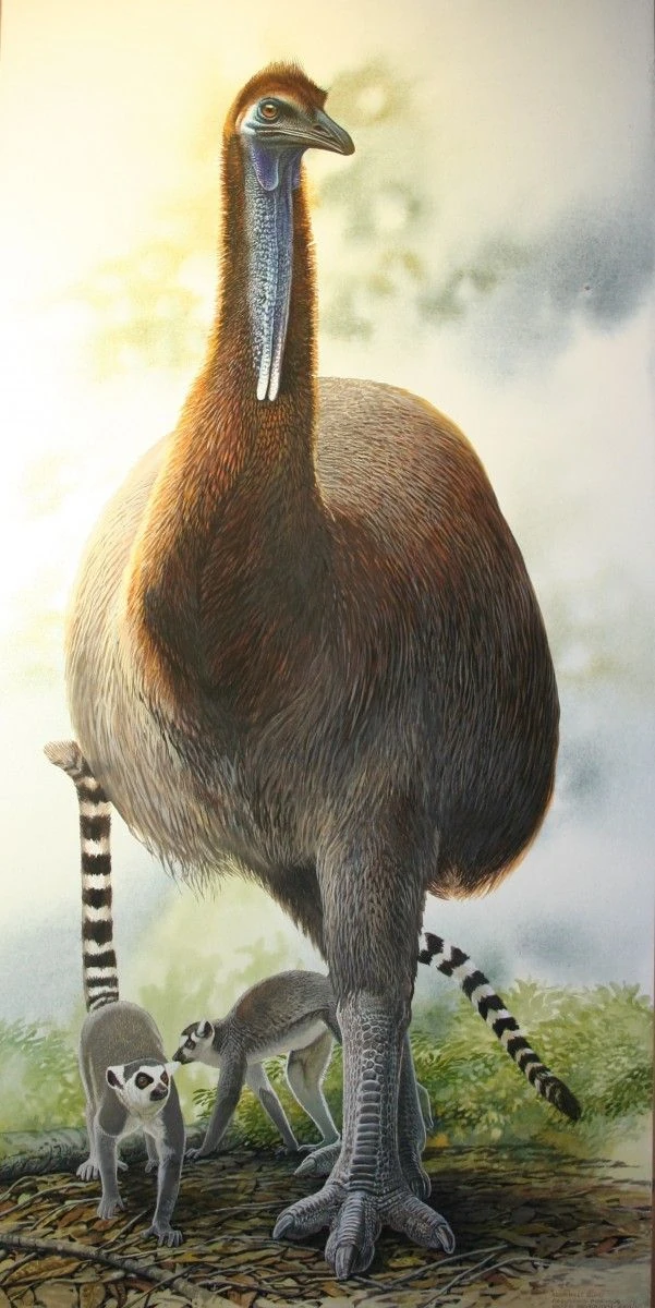 Vorompatra | Encyclopaedia of Cryptozoology | Fandom