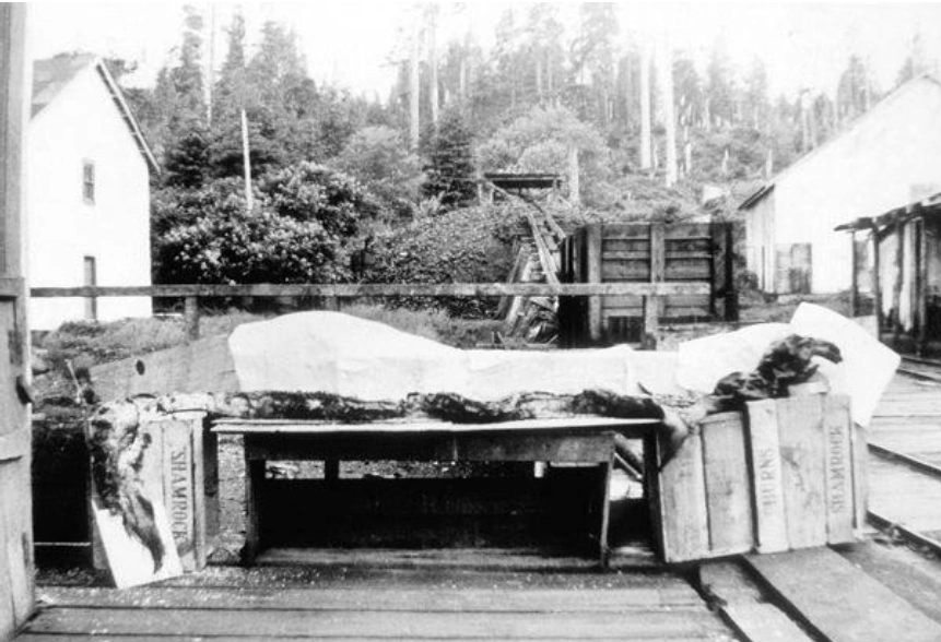 Caddy | Encyclopaedia of Cryptozoology | Fandom