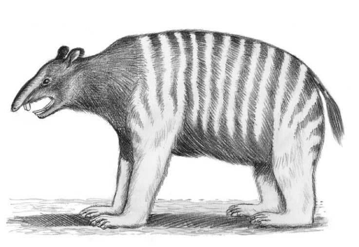 Devil-pig | Encyclopaedia of Cryptozoology | Fandom