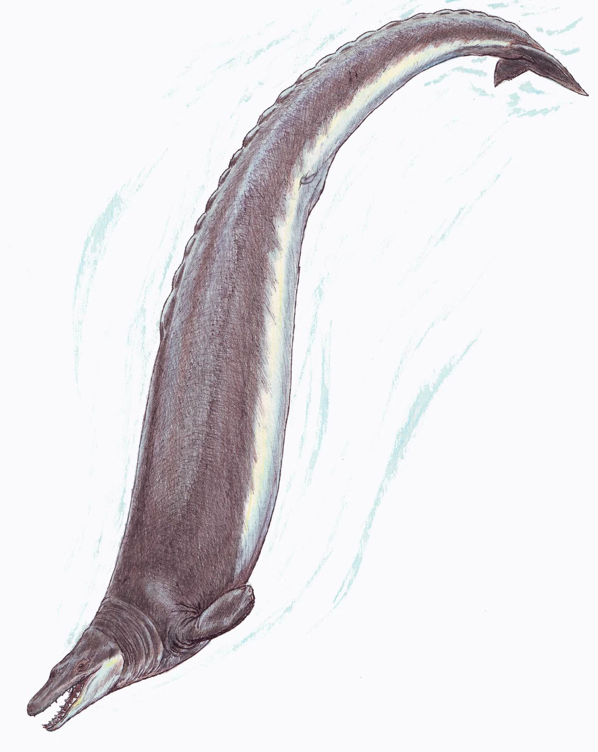 Zeuglodon | Encyclopaedia of Cryptozoology | Fandom