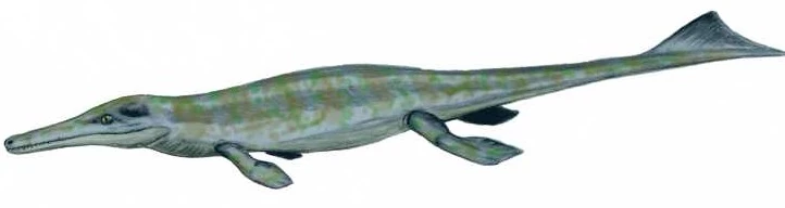 Metriorhynchus | The Everything Wikia | Fandom