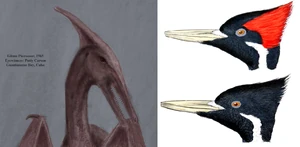 Gitmo Bird | Cryptid Wiki | Fandom