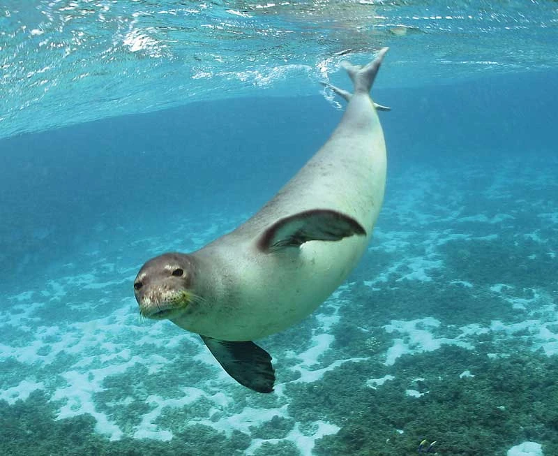 Hawaiian Monk Seal | Cryptid Wiki | Fandom