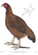 Jago Fowl | Cryptid Wiki | Fandom
