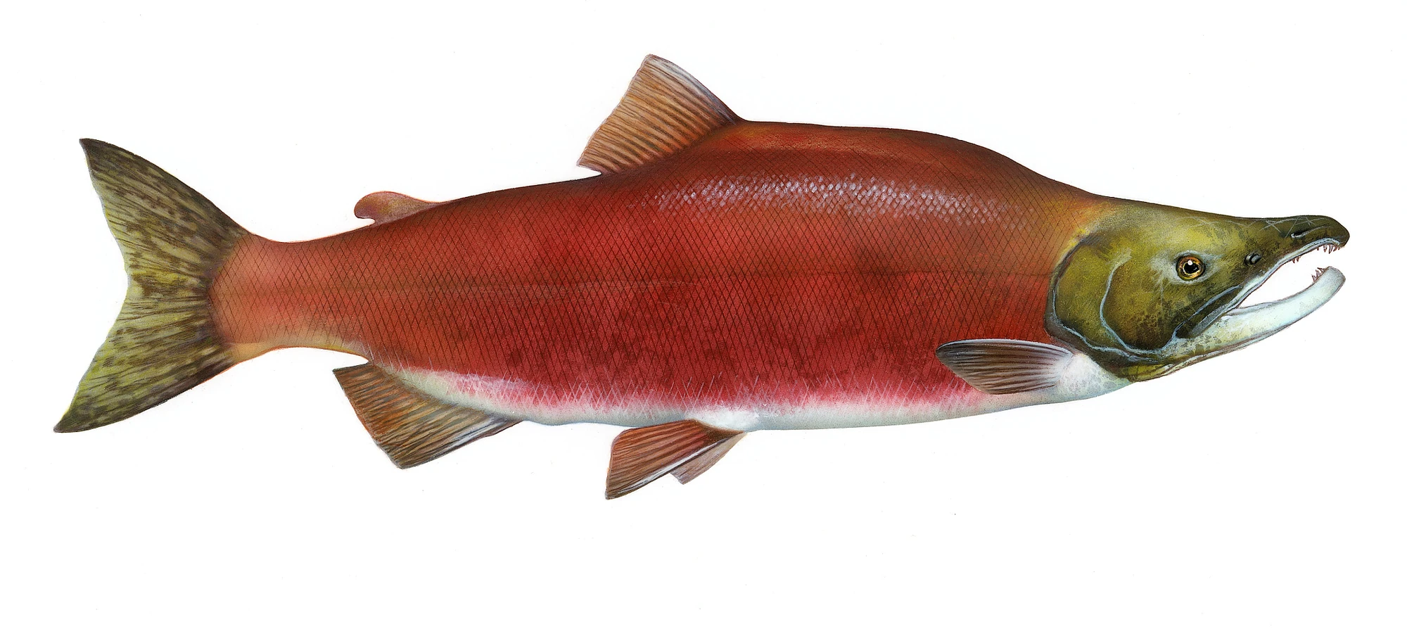 Salmon mother | Cryptid Wiki | Fandom