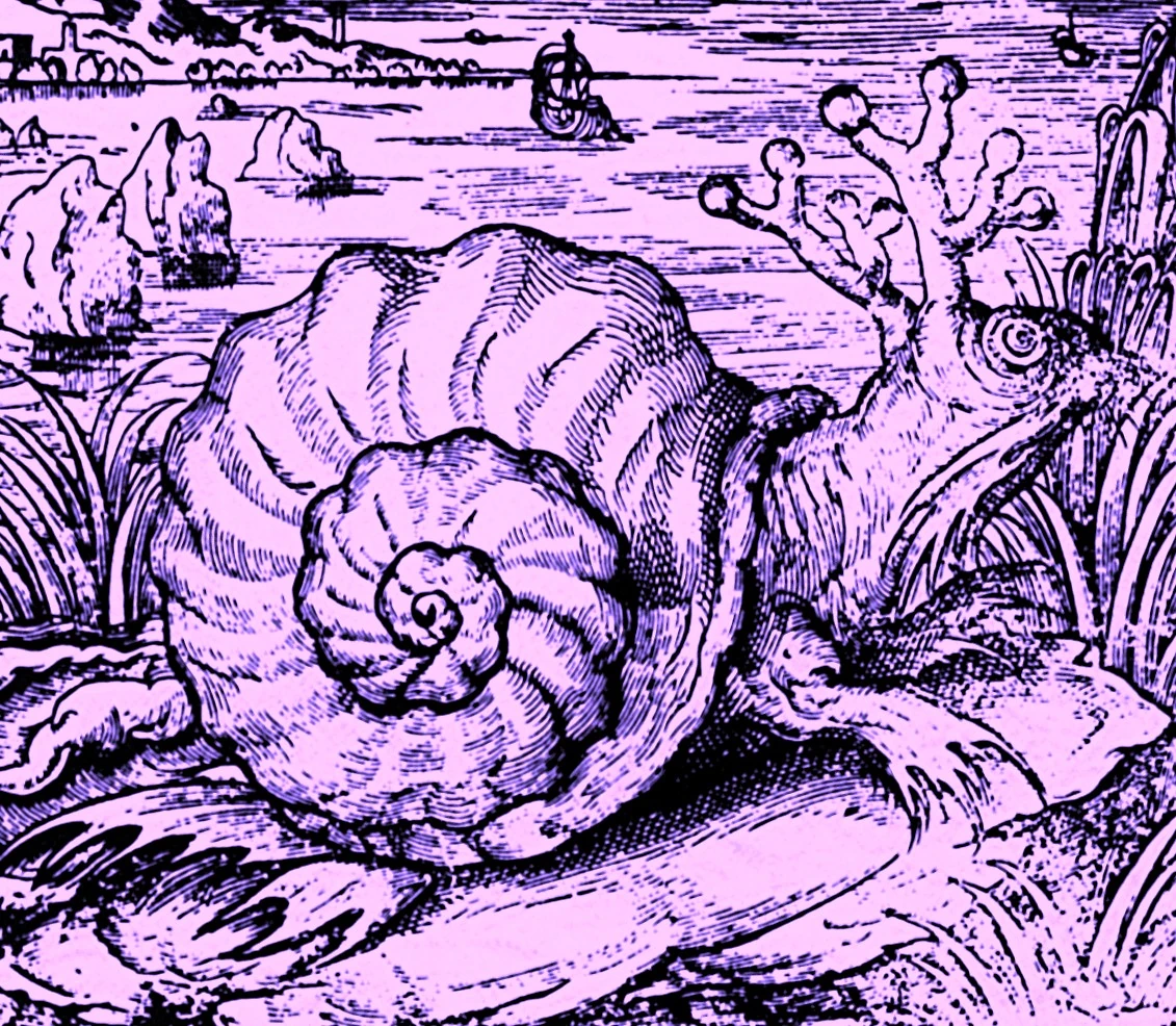 Sarmatian Sea Snail | Cryptid Wiki | Fandom