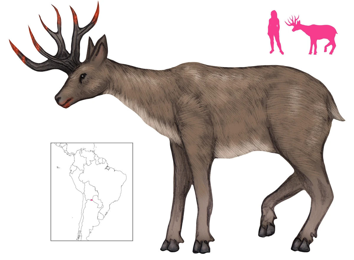 Siéhnam | Cryptid Wiki | Fandom