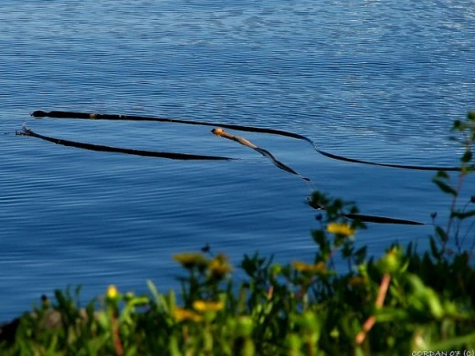 Cressie | Cryptid Wiki | Fandom