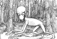 Dover Demon | Cryptid Wiki | Fandom