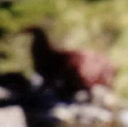 Moa | Cryptid Wiki | Fandom