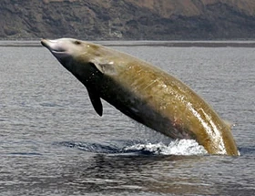 Ziphius (Cuvier's Beaked Whale) | Cryptid Wiki | Fandom
