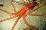 Oklahoma Octopus | Cryptid Wiki | Fandom