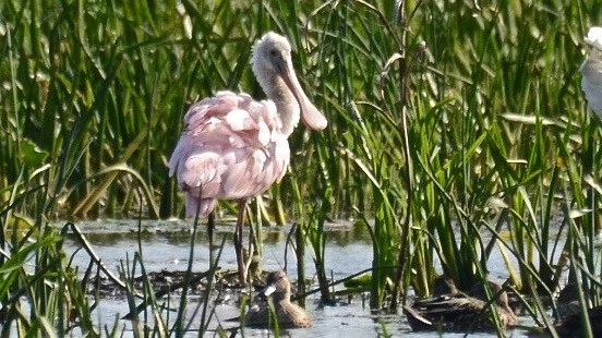 Northern Spoonbill | Cryptid Wiki | Fandom