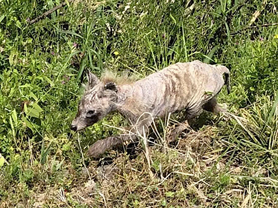 Geisei Beast | Cryptid Wiki | Fandom