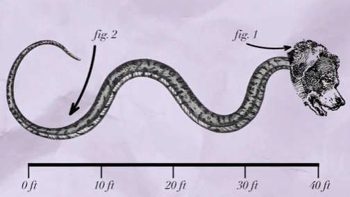 Hoppie | Cryptid Wiki | Fandom