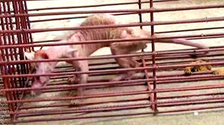 Indian Chupacabra (Raktha Athika) | Cryptid Wiki | Fandom