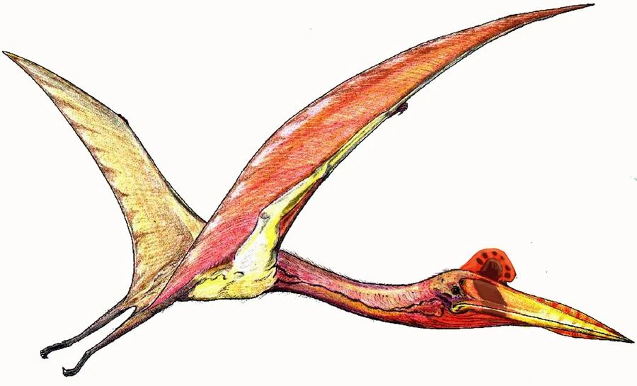 Manaus Pterosaur | Cryptid Wiki | Fandom