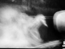 Appalachian Chupacabra | Cryptid Wiki | Fandom