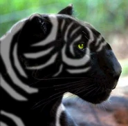 Queensland Tiger | Cryptid Wiki | Fandom